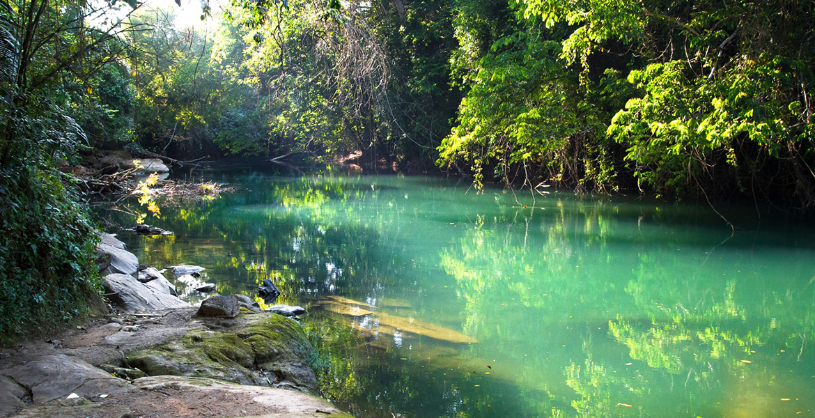 Jungle Bliss Property Unveiling Georgetown's #1 Hidden Gem